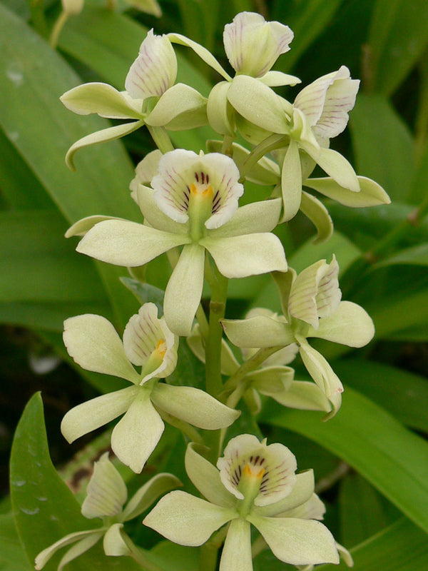 Prosthechea (Encyclia) radiata '#1' x radiata 'NG' 4in – littleorchidannie