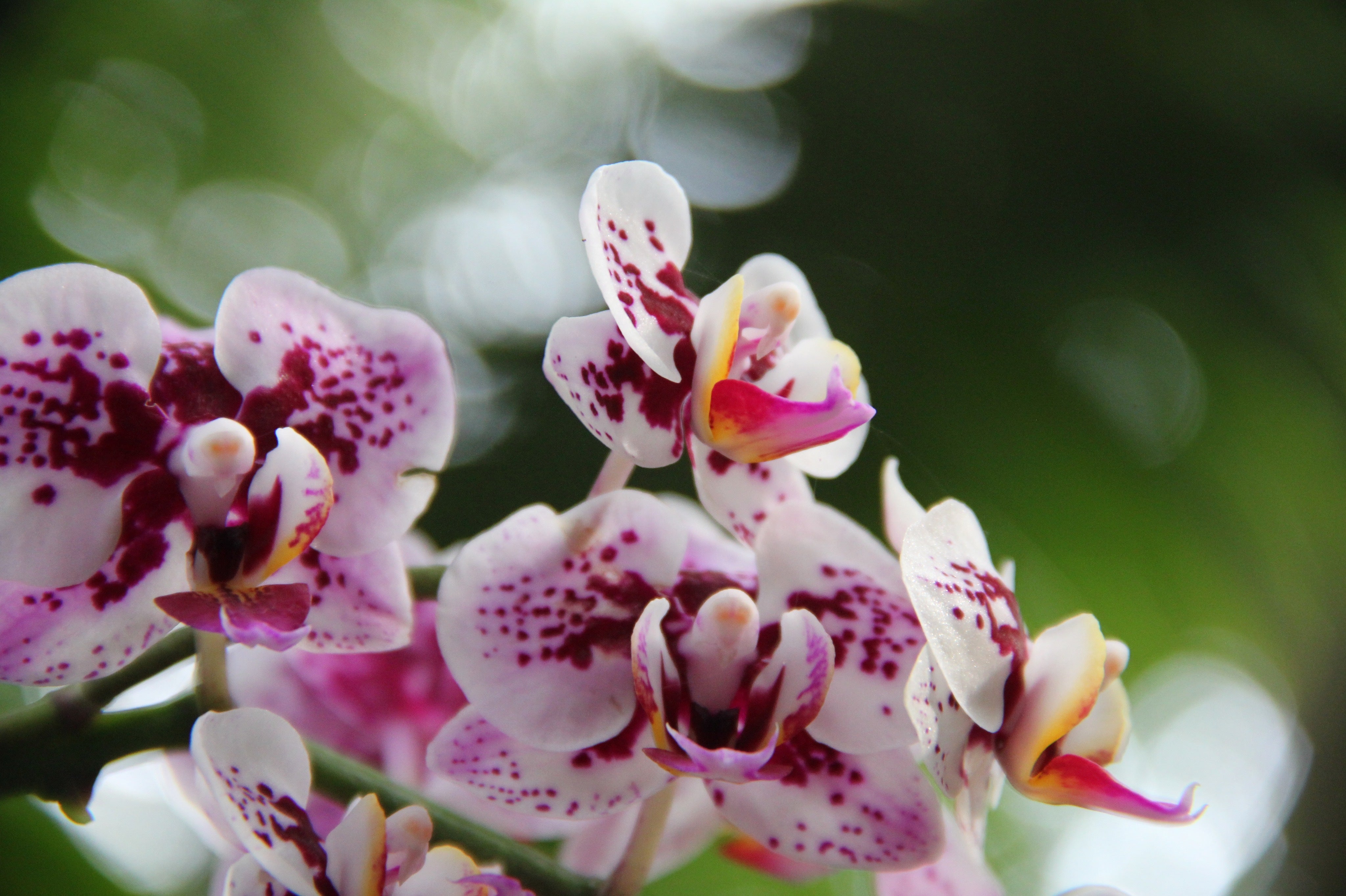 Little Orchid Annie’s – littleorchidannie