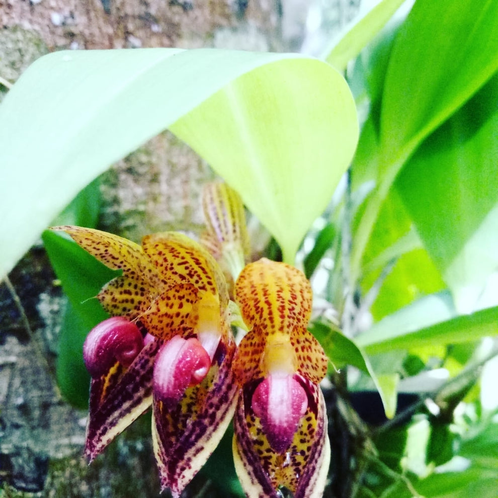 Bulbophyllum subumbellatum x reticulatum 3in – littleorchidannie
