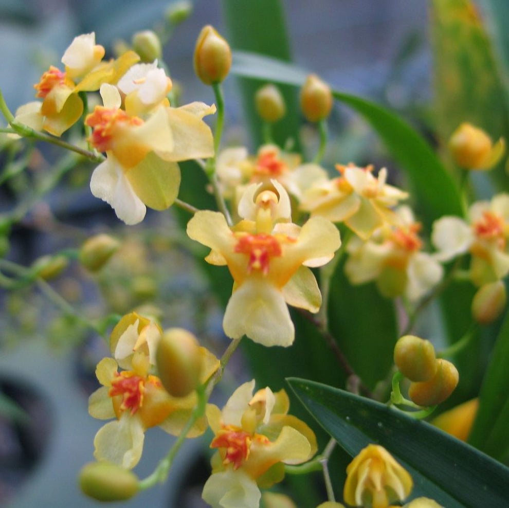 Oncidium Gold Dust (mini) – littleorchidannie